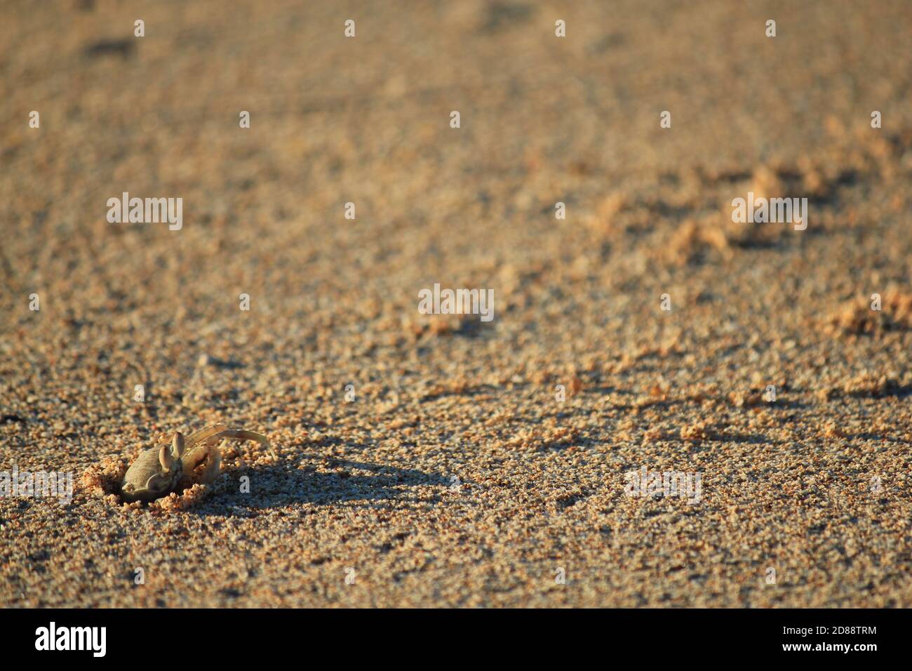 Busy Ghost crab digging a hole Stock Photo - Alamy