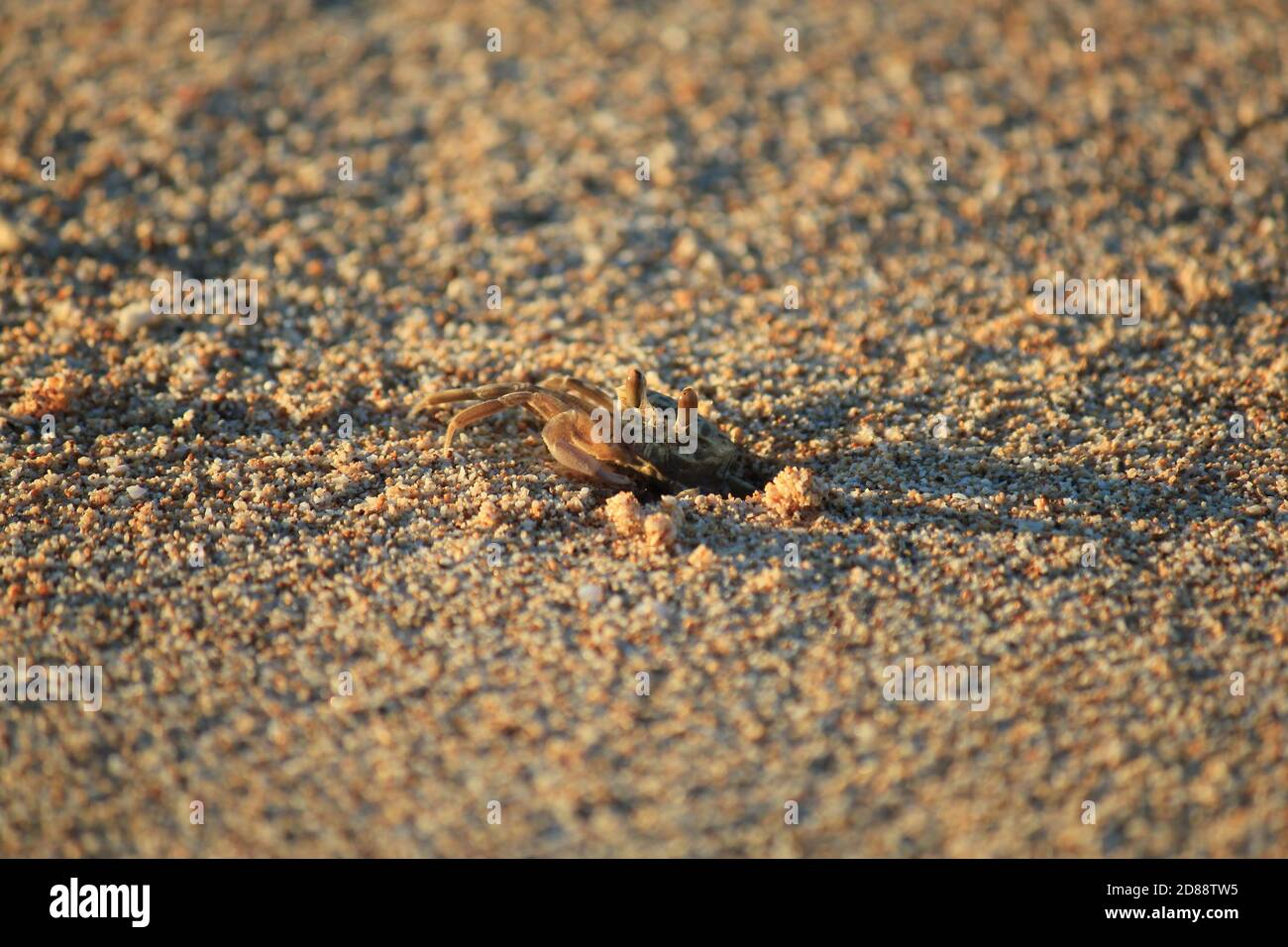 Busy Ghost crab digging a hole Stock Photo - Alamy