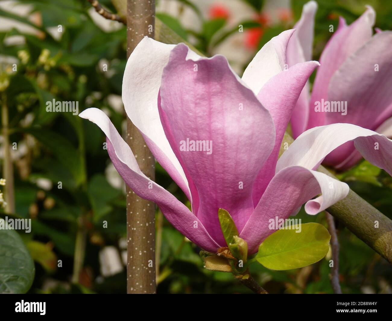 Closeup shot of a beautiful lily magnolia tree with flowers in blossom ...