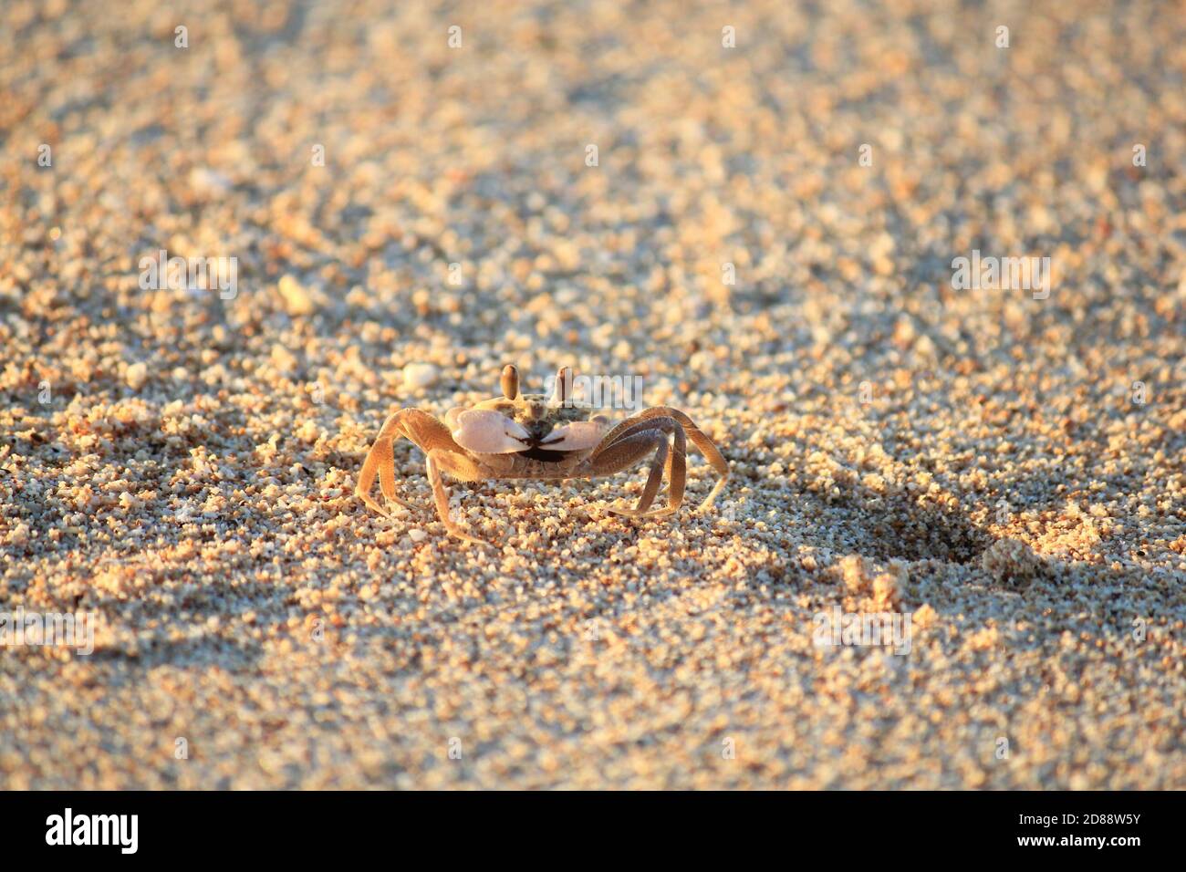 Busy Ghost crab digging a hole Stock Photo - Alamy