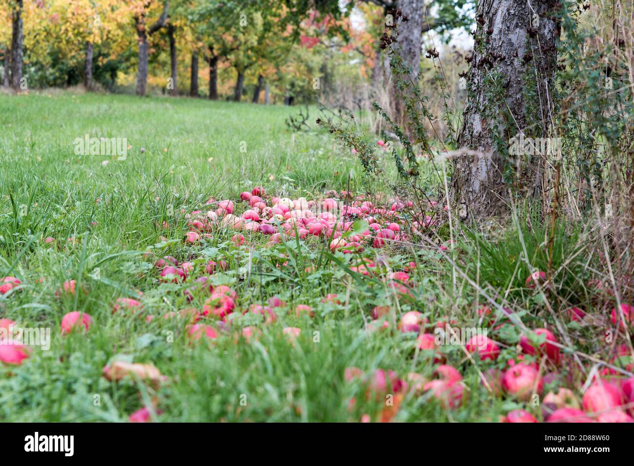 red apples rotten on ground of meadow with scattered fruit trees Stock ...