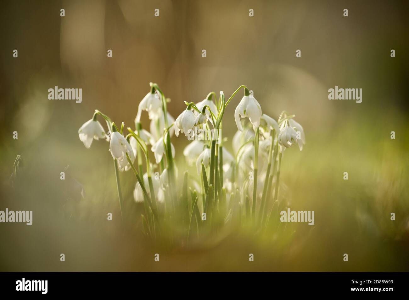 Ground level view of snowdrops hi-res stock photography and images - Alamy