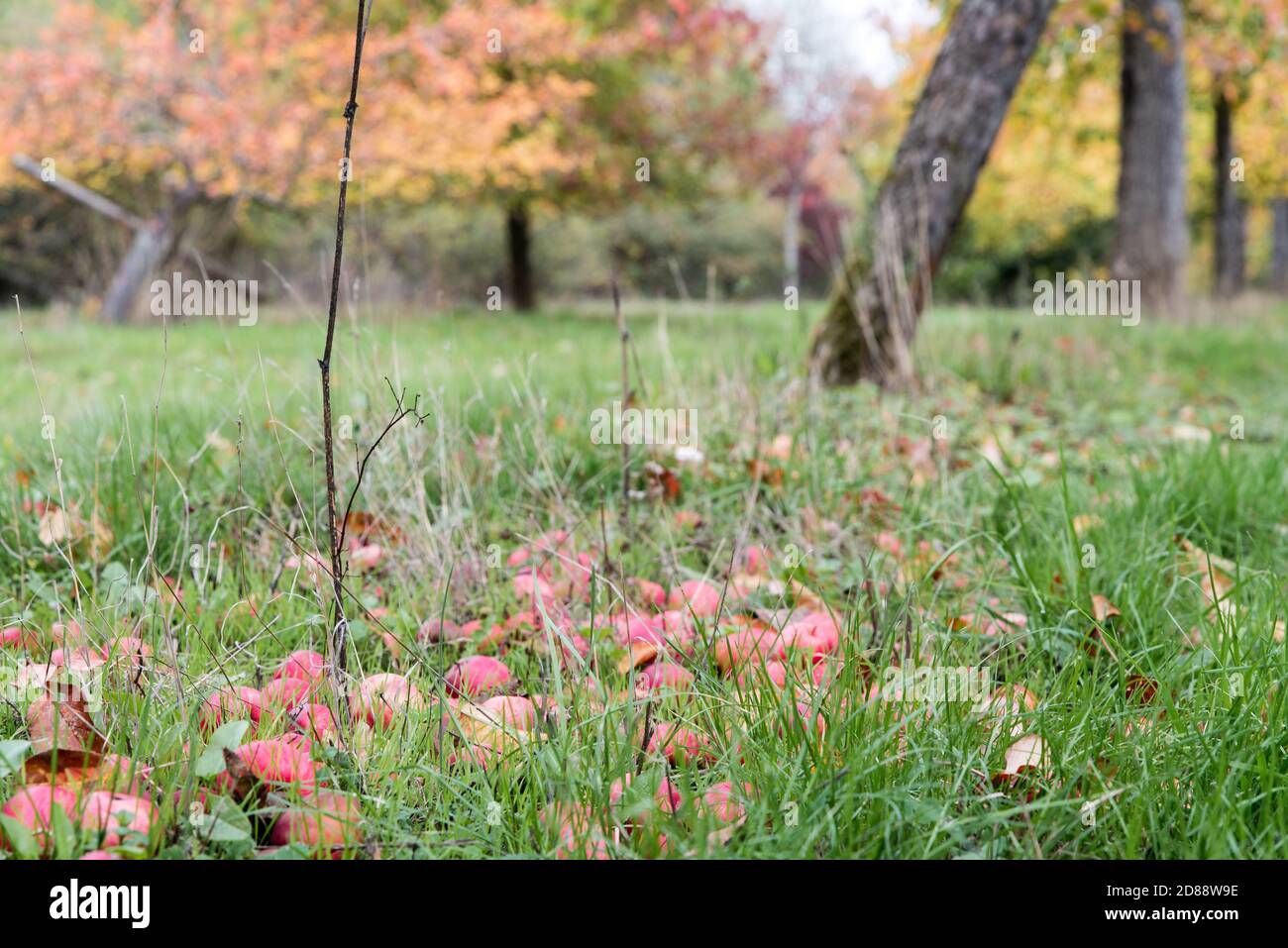 red apples rotten on ground of meadow with scattered fruit trees Stock ...