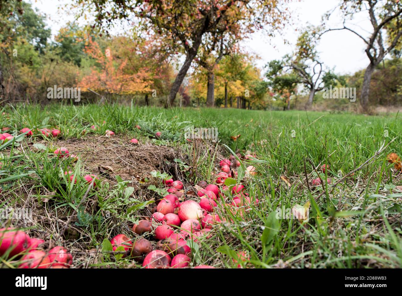 red apples rotten on ground of meadow with scattered fruit trees Stock ...