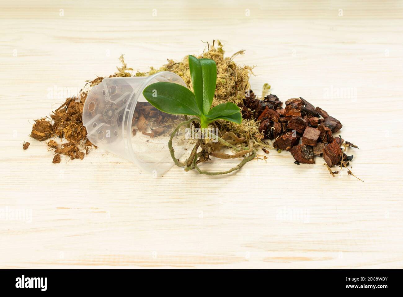 Cultivation of orchids at home. Soil and substrate for small baby ...