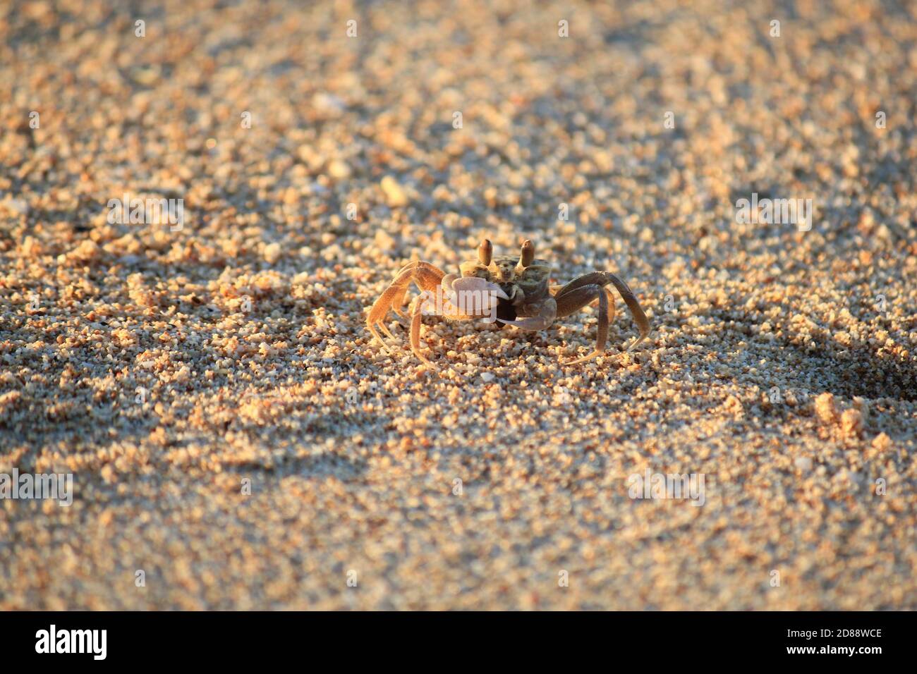 Busy Ghost crab digging a hole Stock Photo - Alamy