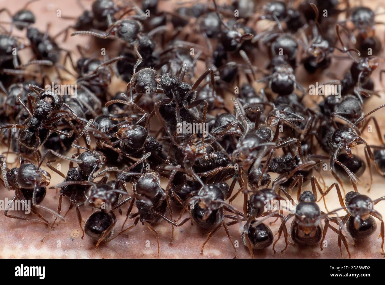 Macro Photography of Group of Black Ants are Sitting on The Floor Stock ...