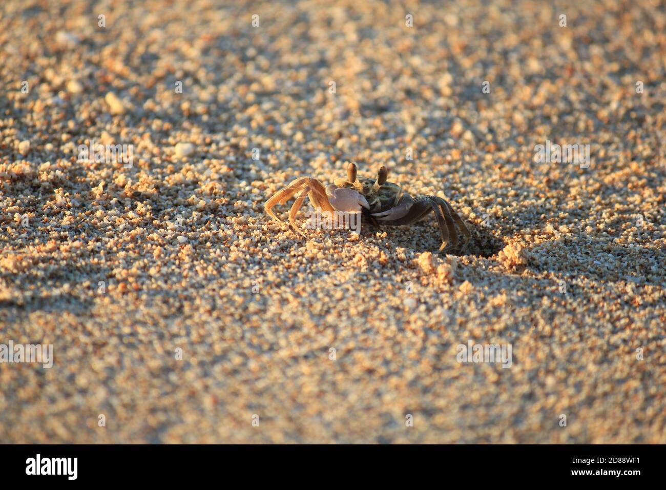 Busy Ghost crab digging a hole Stock Photo - Alamy