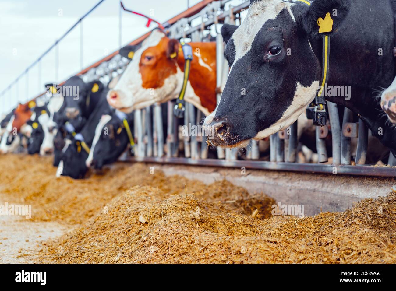 Milking cows eating hay in an outdoor cowshed Stock Photo - Alamy