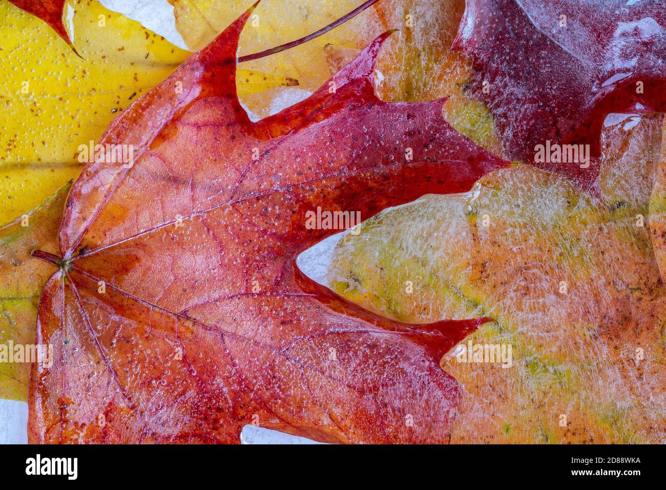 frozen autumn leaves Stock Photo - Alamy