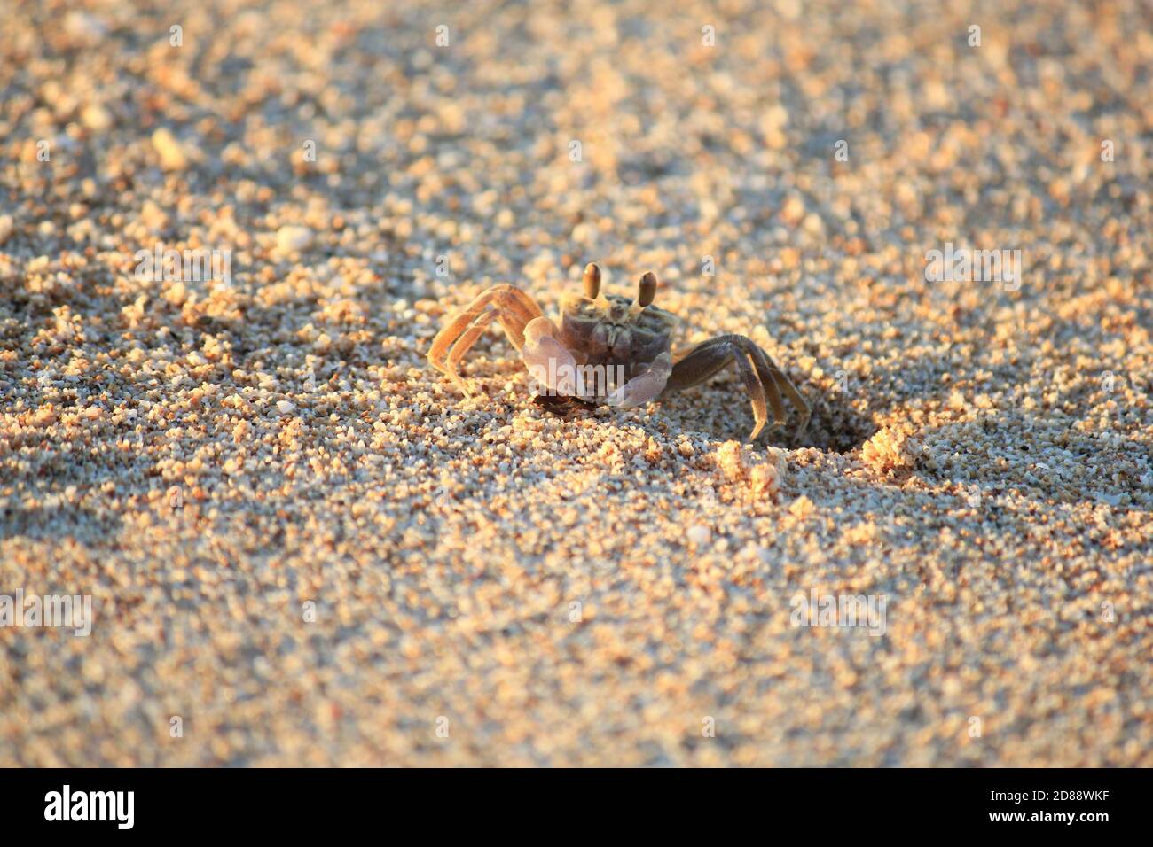 Busy Ghost crab digging a hole Stock Photo - Alamy