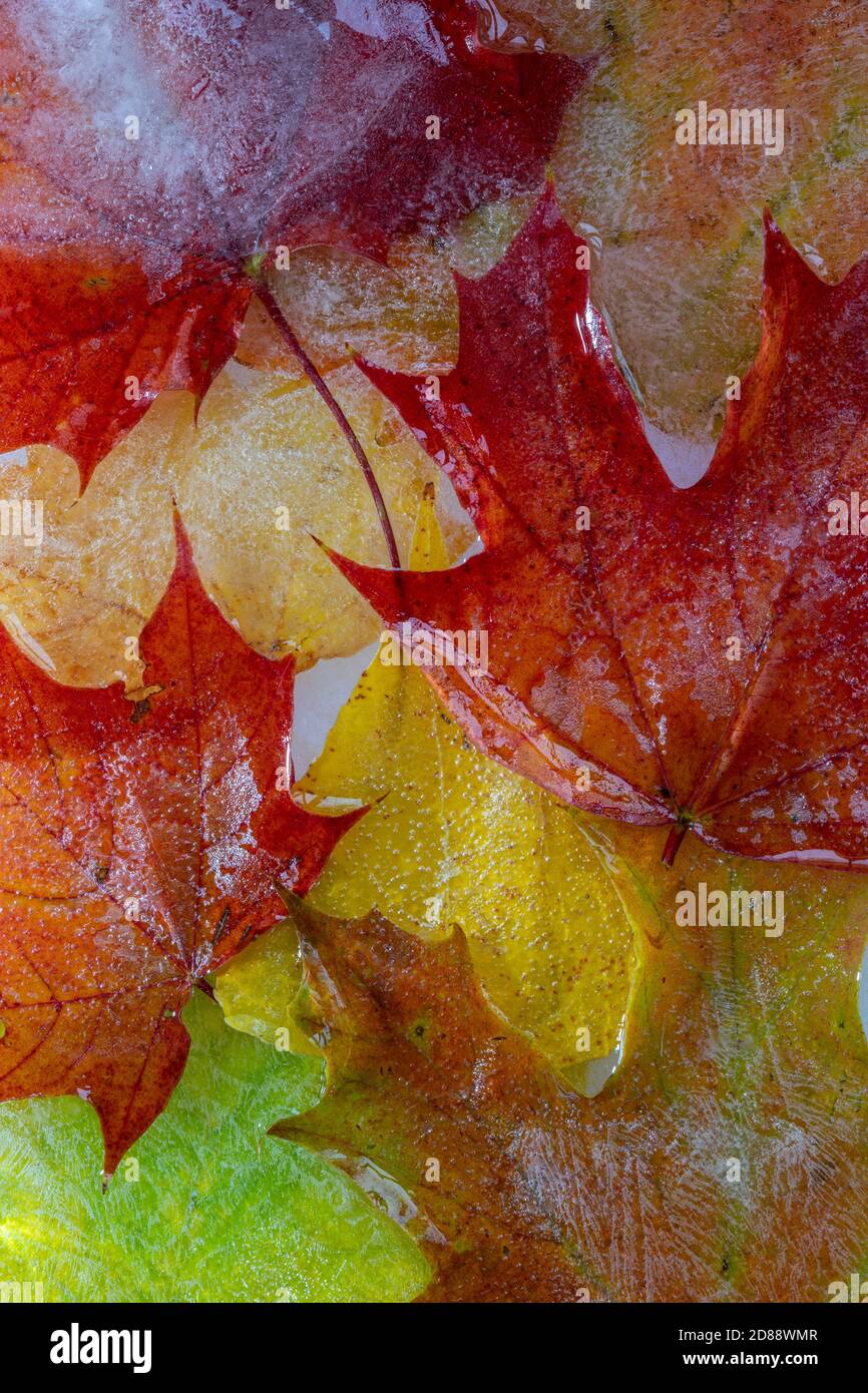 Frozen beauty hi-res stock photography and images - Alamy