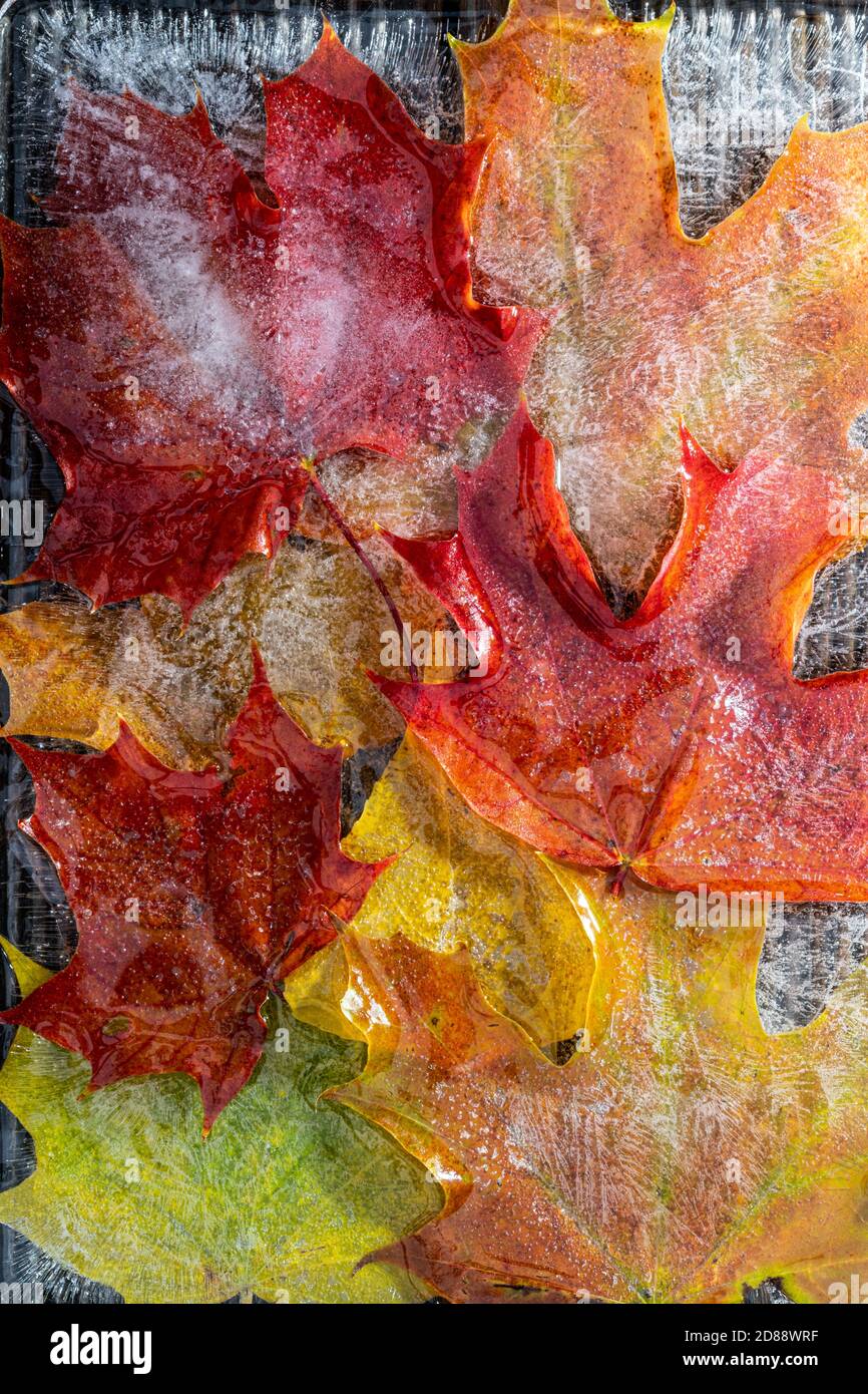 Frozen beauty hi-res stock photography and images - Alamy