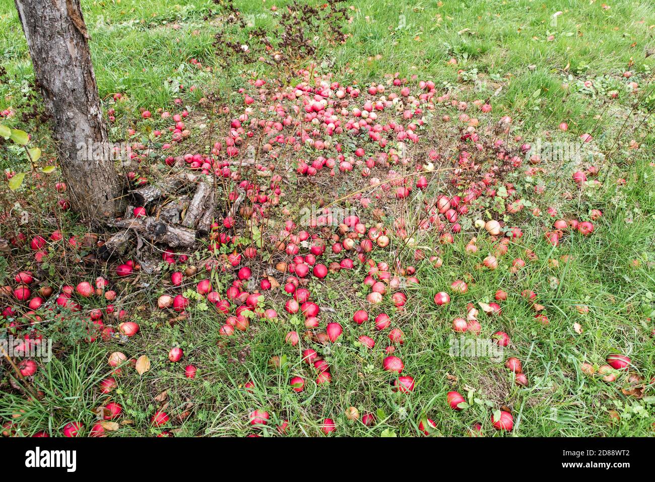 red apples rotten on ground of meadow with scattered fruit trees Stock ...
