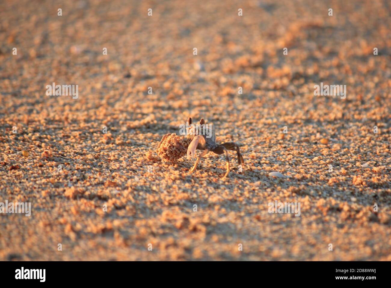 Busy Ghost crab digging a hole Stock Photo - Alamy