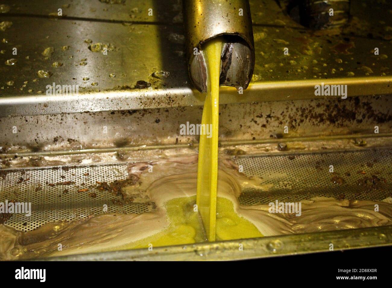 Extra virgin olive oil extraction process in olive oil mill in the ...