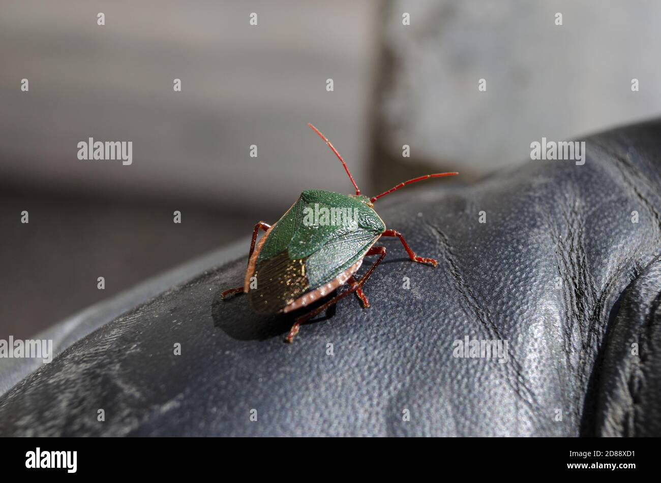 Leather Bug High Resolution Stock Photography and Images - Alamy