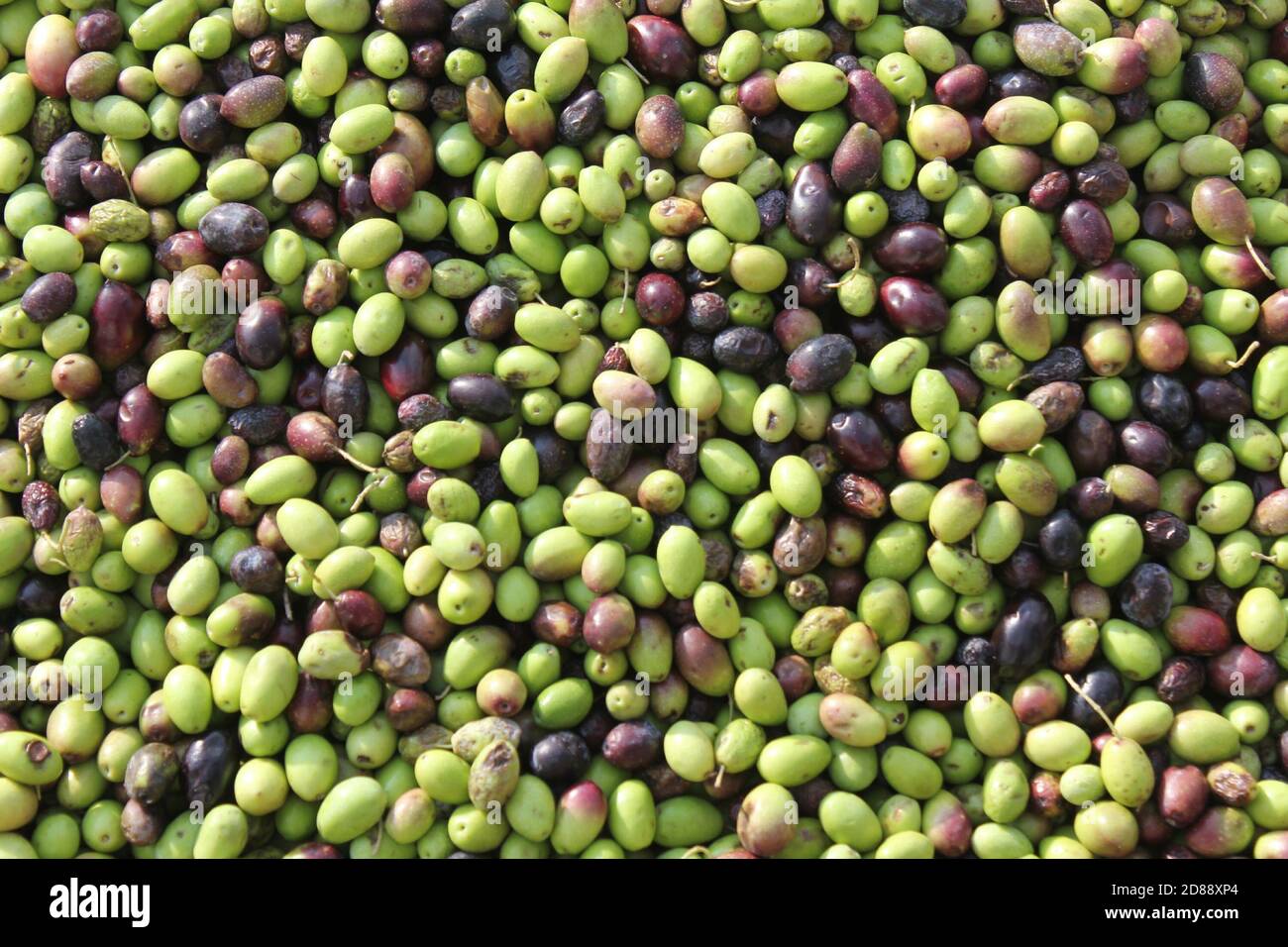 Harvested olives of Manaki variety unloaded on the press hopper of ...