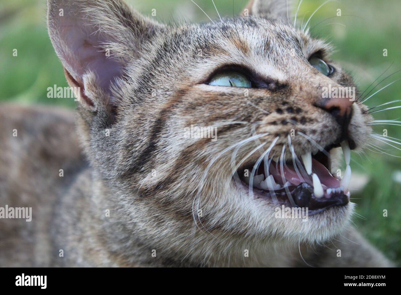 Grey wild cat with green eyes and opened mouth showing its teeth ...