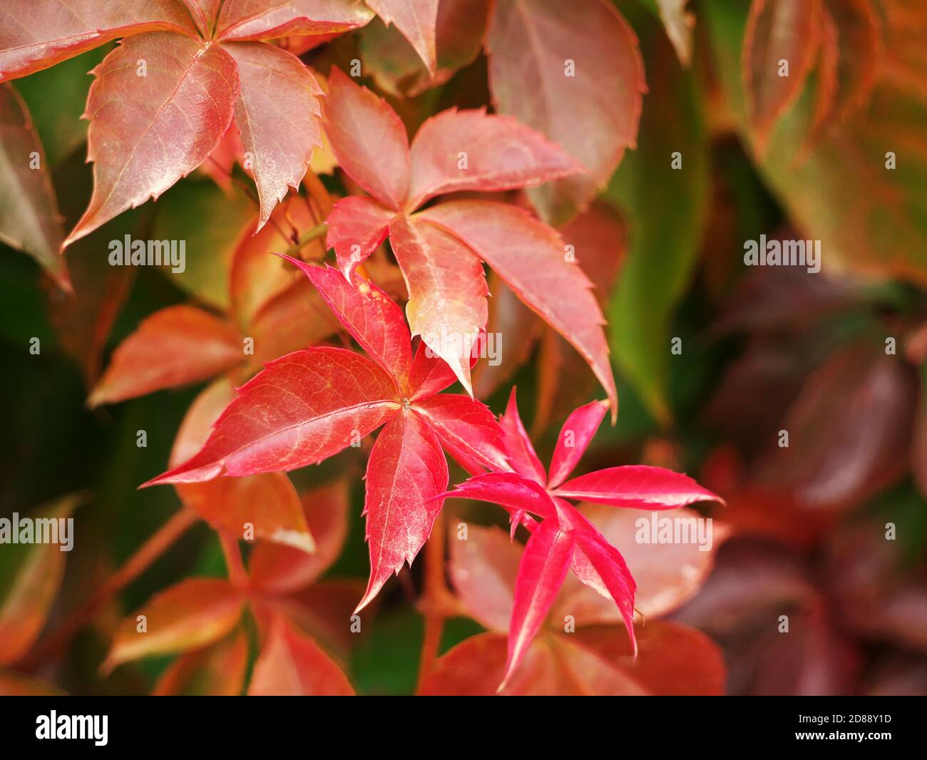 Red leaves during fall season hi-res stock photography and images - Alamy