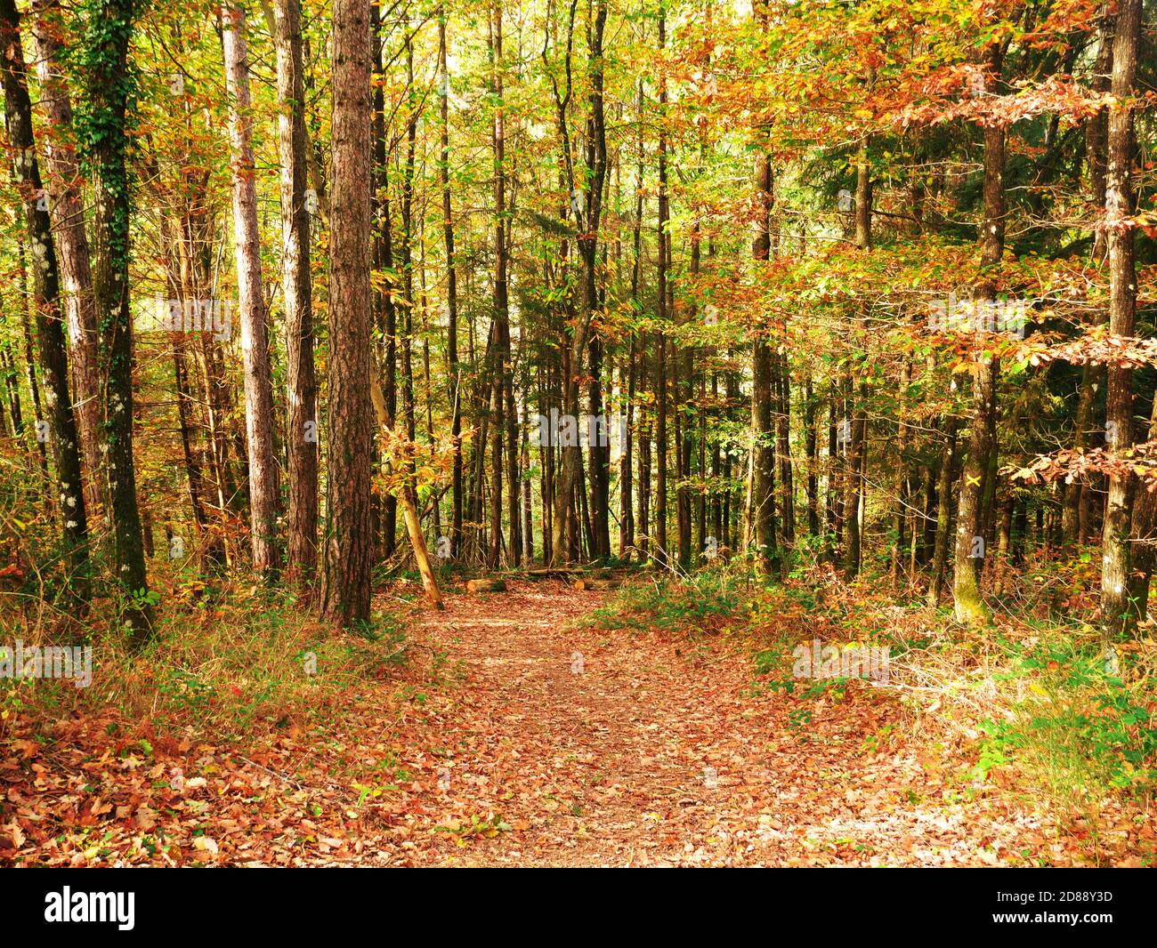Photo of trail covered with autumn leaves in the middle of the forest ...