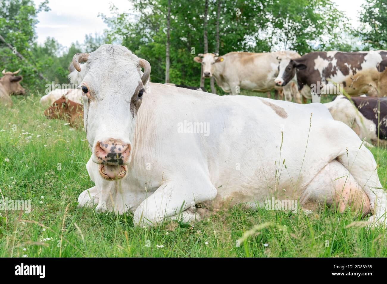 Pretty cow hi-res stock photography and images - Alamy