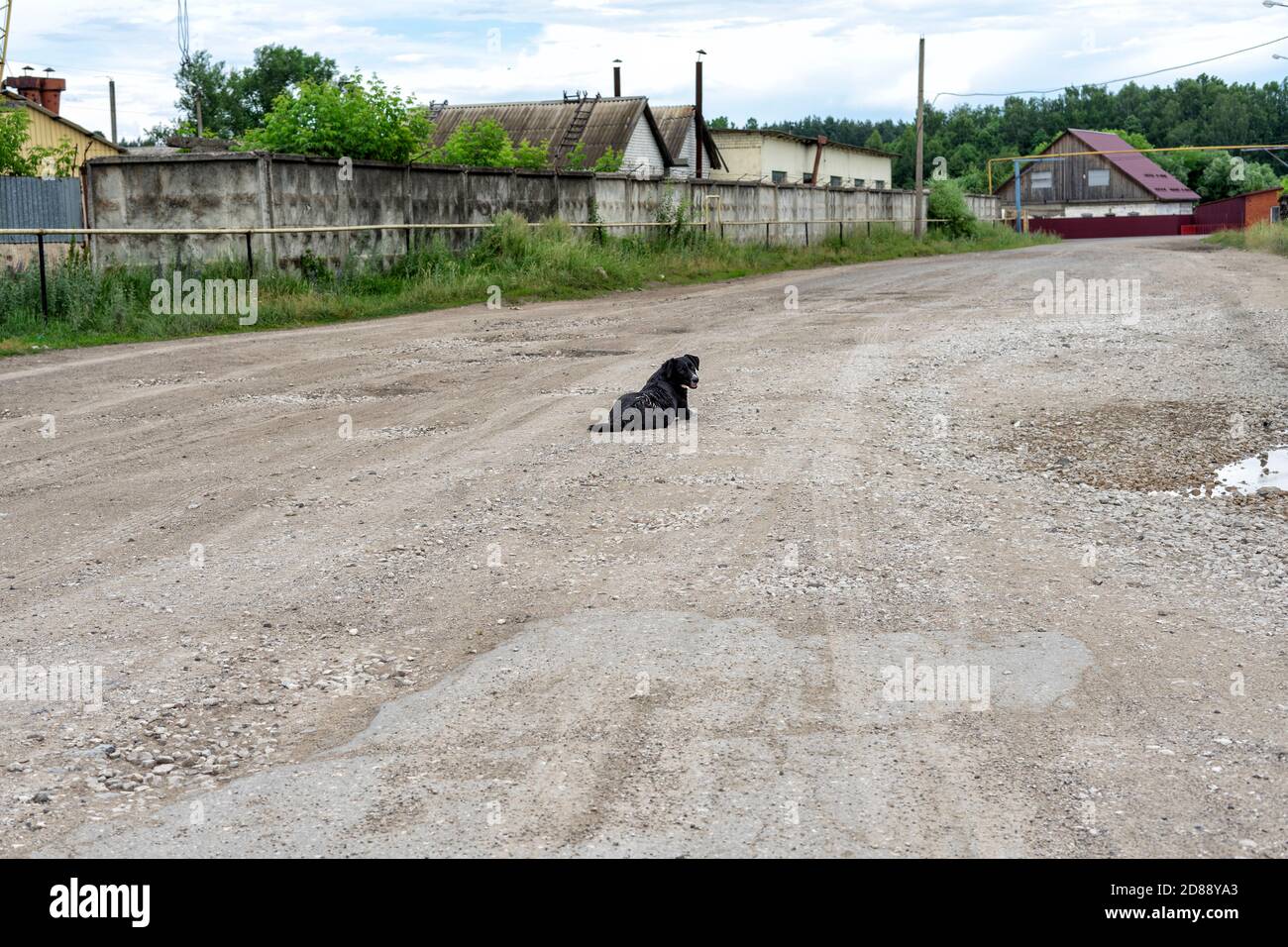 stray dogs on the village street. danger of stray animals Stock Photo ...