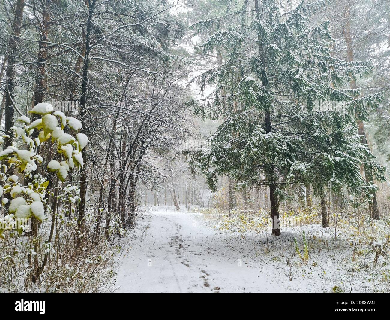 Siberian pine trees not russia hi-res stock photography and images - Alamy