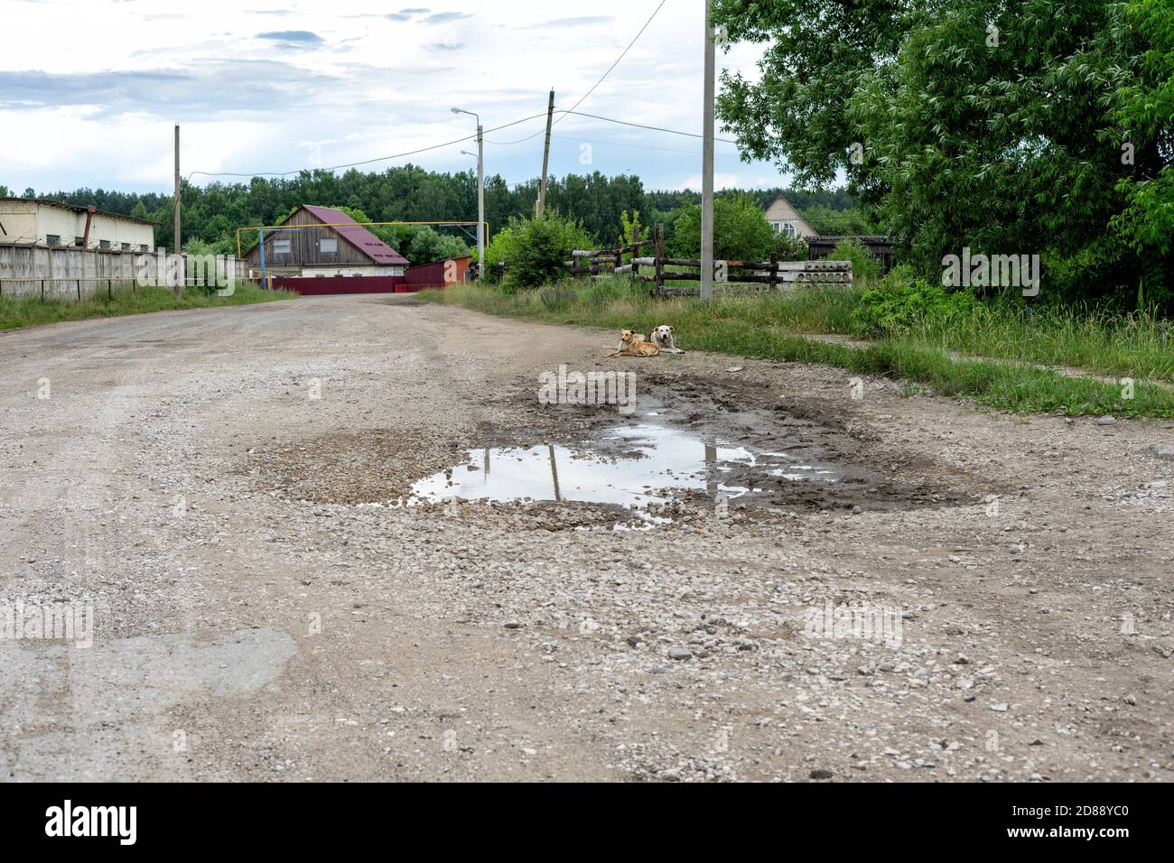 Stray dogs on village hi-res stock photography and images - Alamy