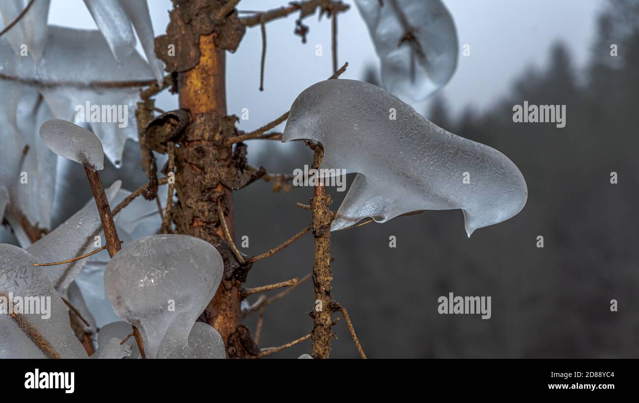 Ice covered tree branch in winter in nature. Beauty in nature Stock ...