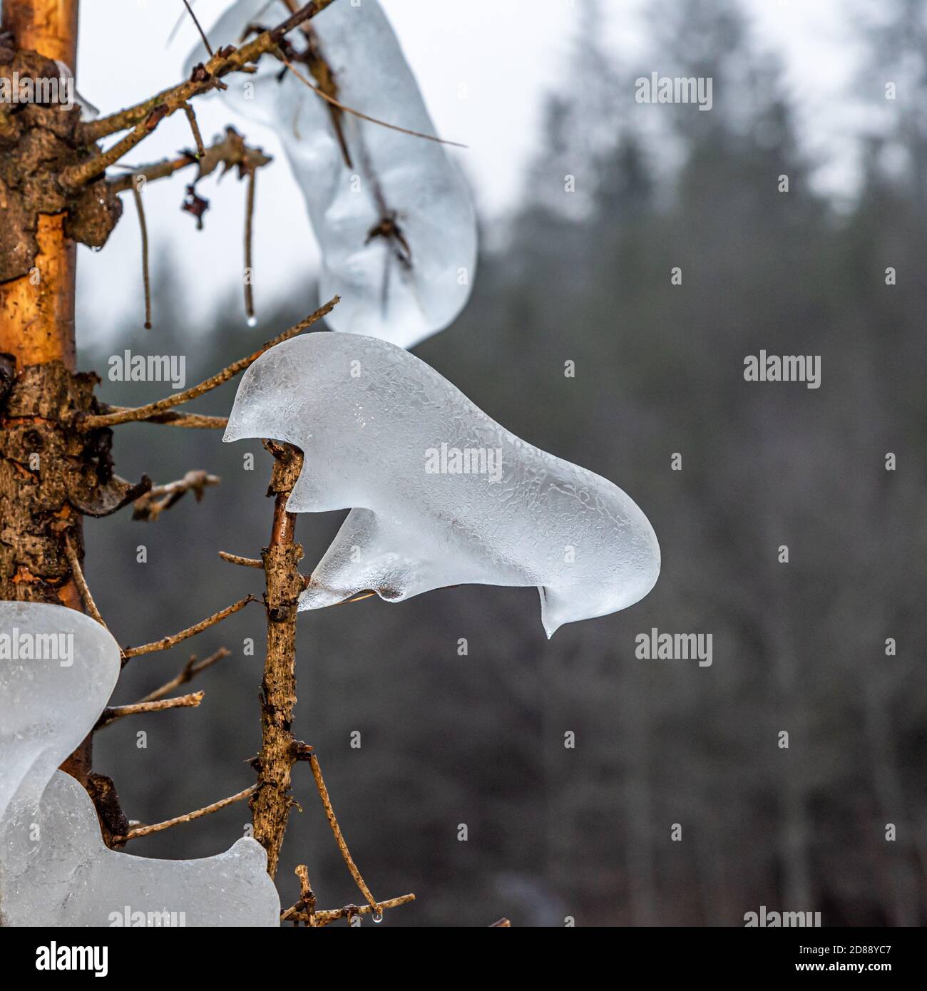Ice covered tree branch in winter in nature. Beauty in nature Stock ...