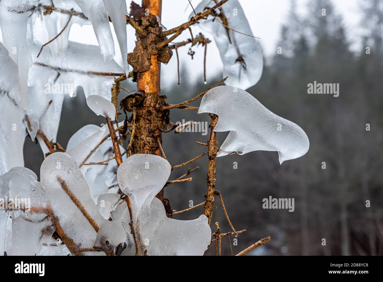 Ice covered tree branch in winter in nature. Beauty in nature Stock ...