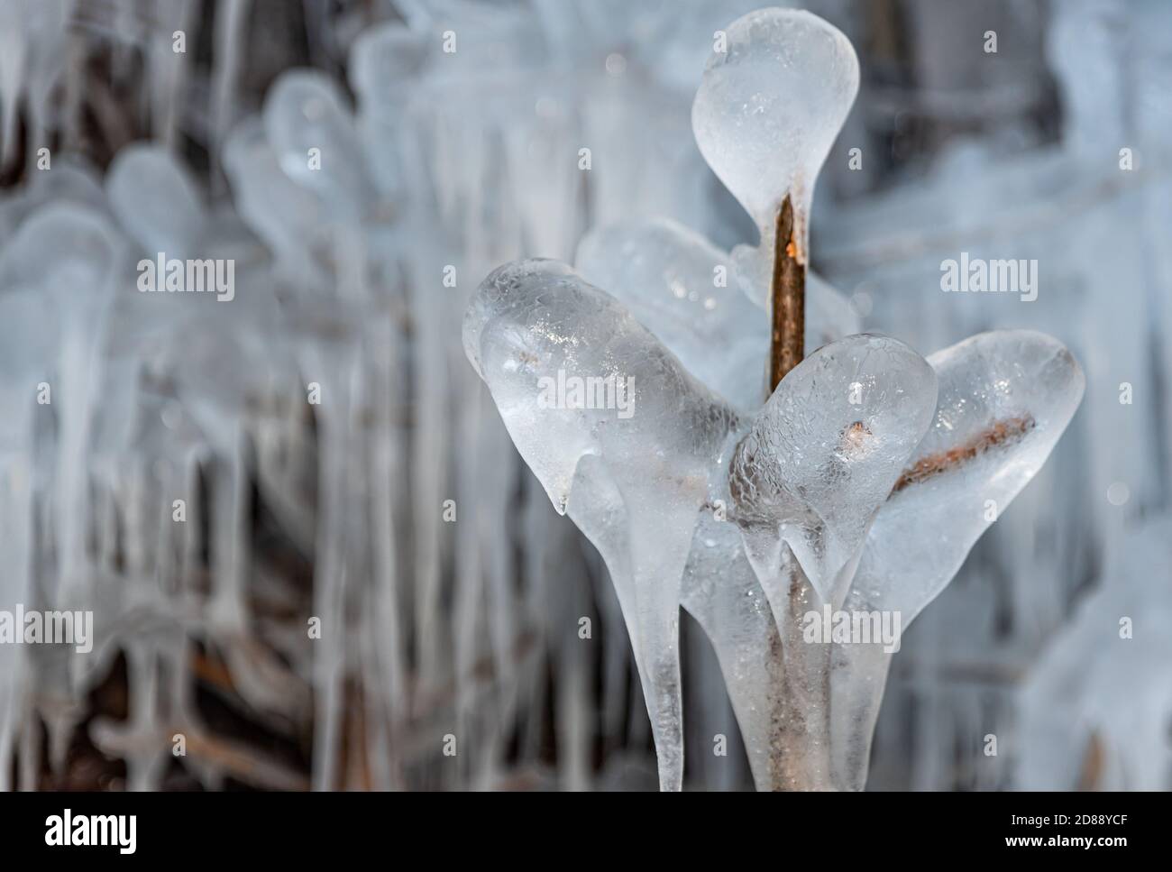 Ice covered tree branch in winter in nature. Beauty in nature Stock ...