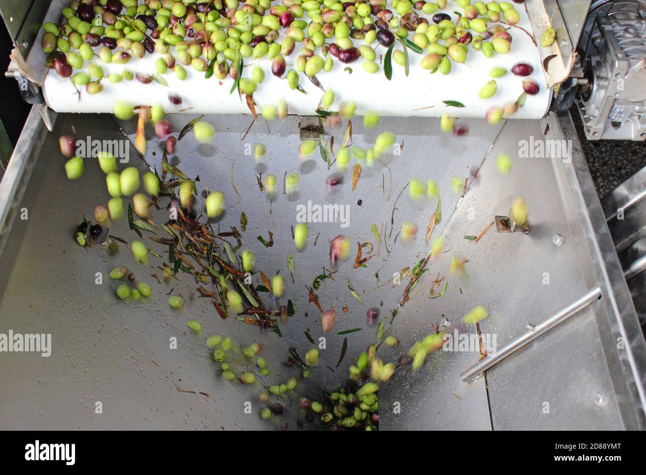 Olives on conveyor belt at olive oil mill during extra virgin olive oil ...