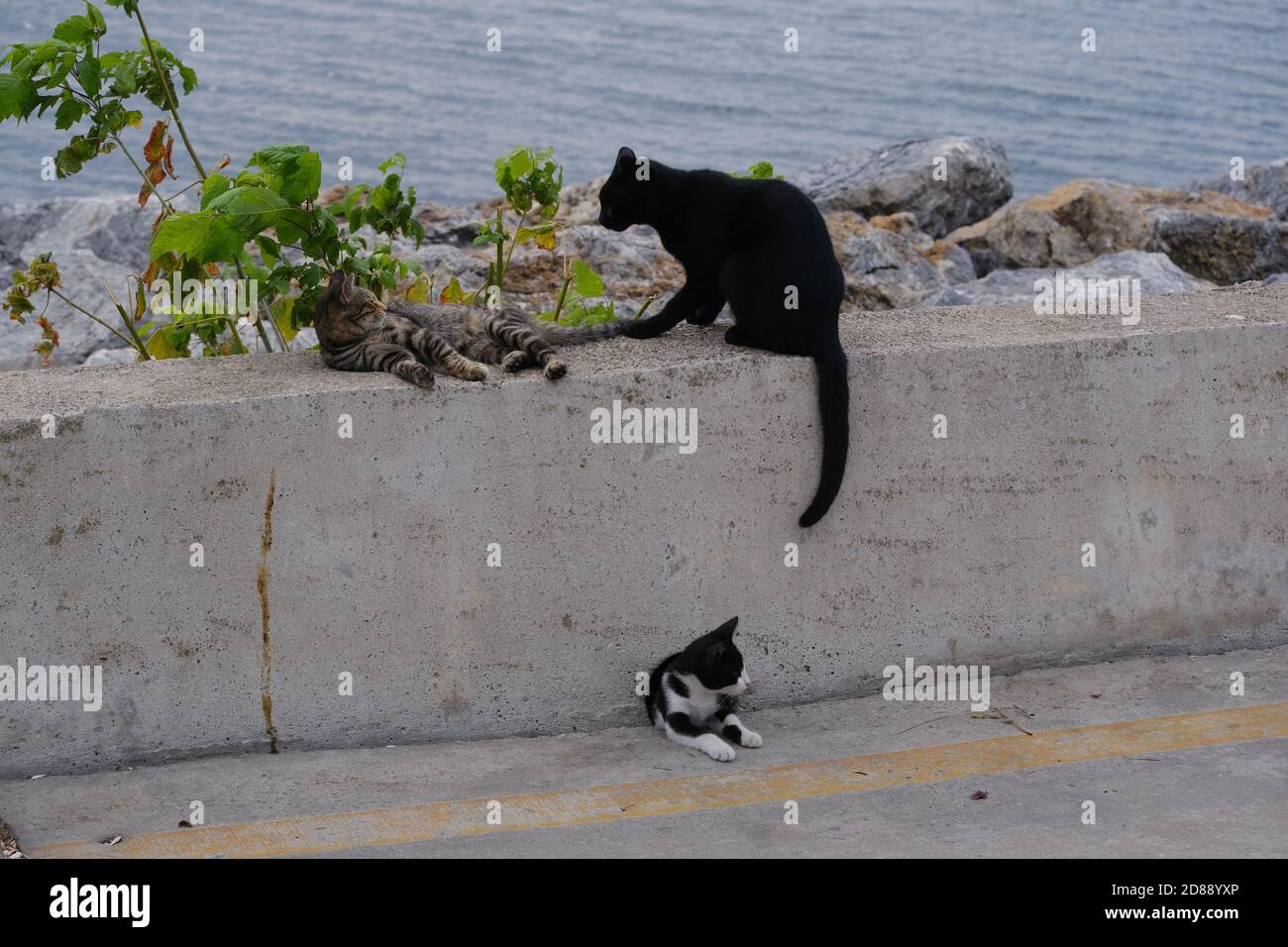 Seaside feline hi-res stock photography and images - Alamy