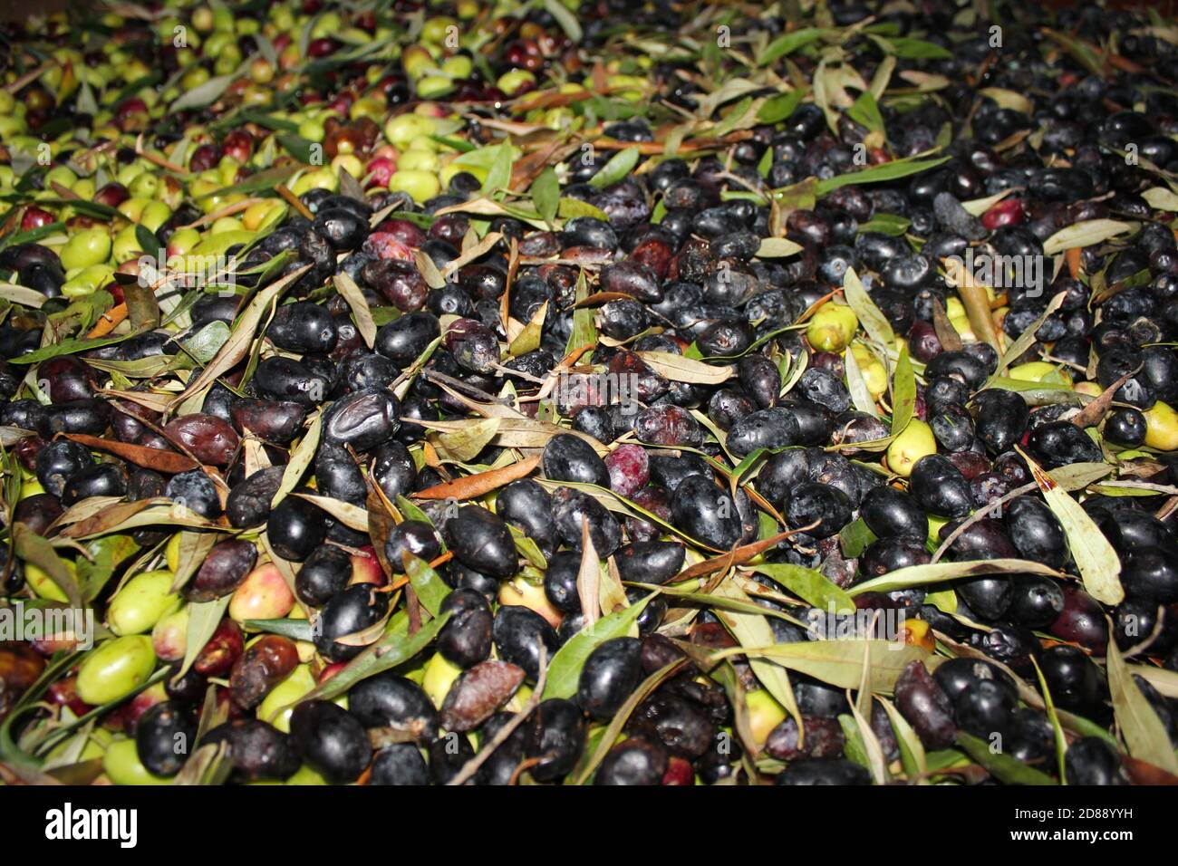 Harvested olives of Manaki variety unloaded on the press hopper of ...