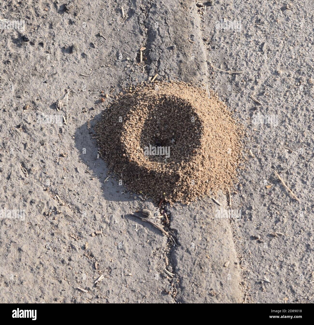 Top of anthill hi-res stock photography and images - Alamy