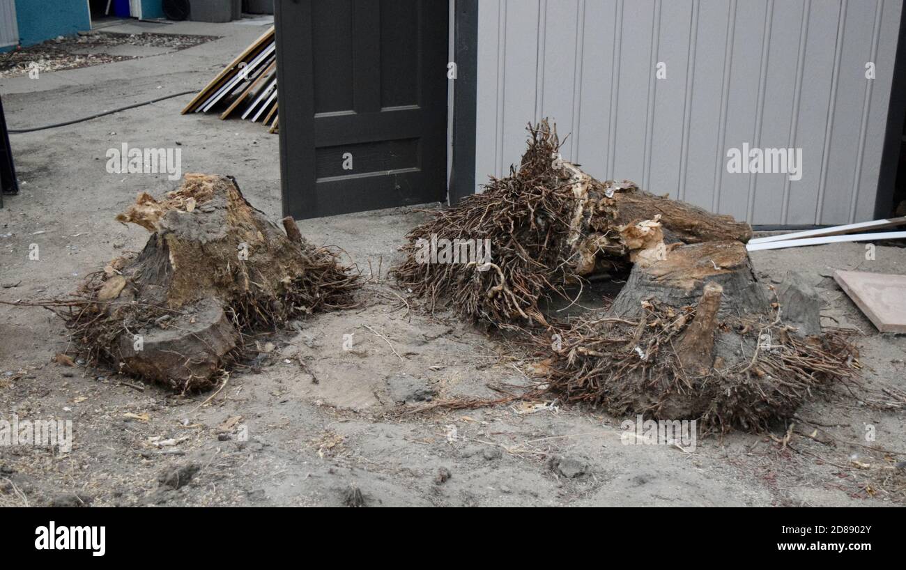 Tree stumps outside on the ground Stock Photo - Alamy