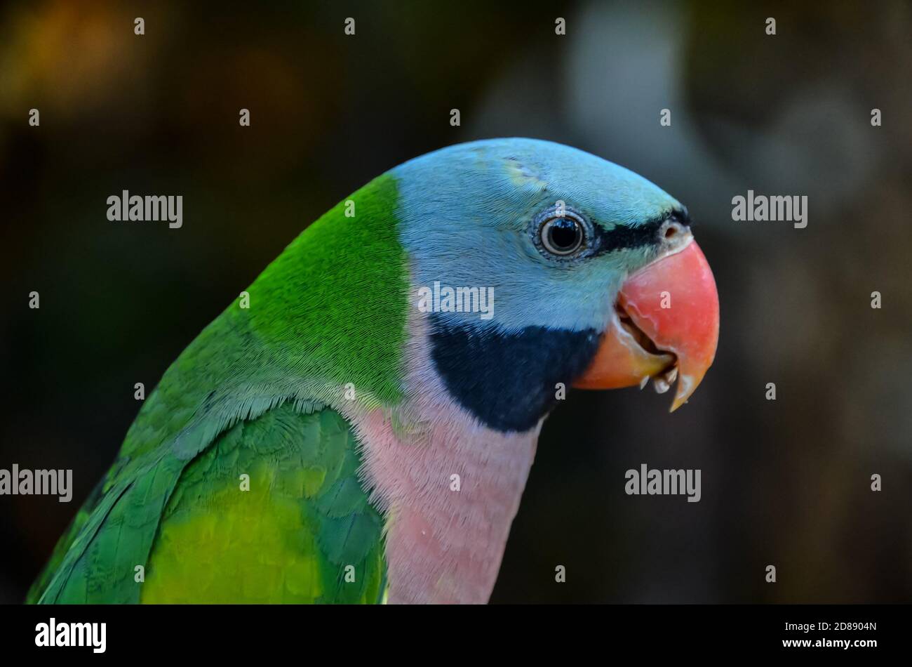 Parrot Tropical Bird Stock Photo - Alamy
