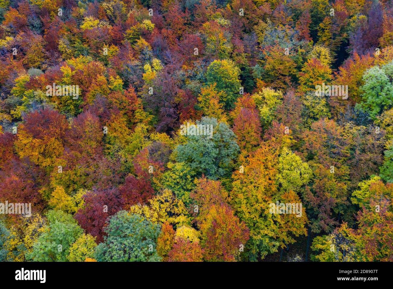 Aerial view autumn forest hi-res stock photography and images - Alamy