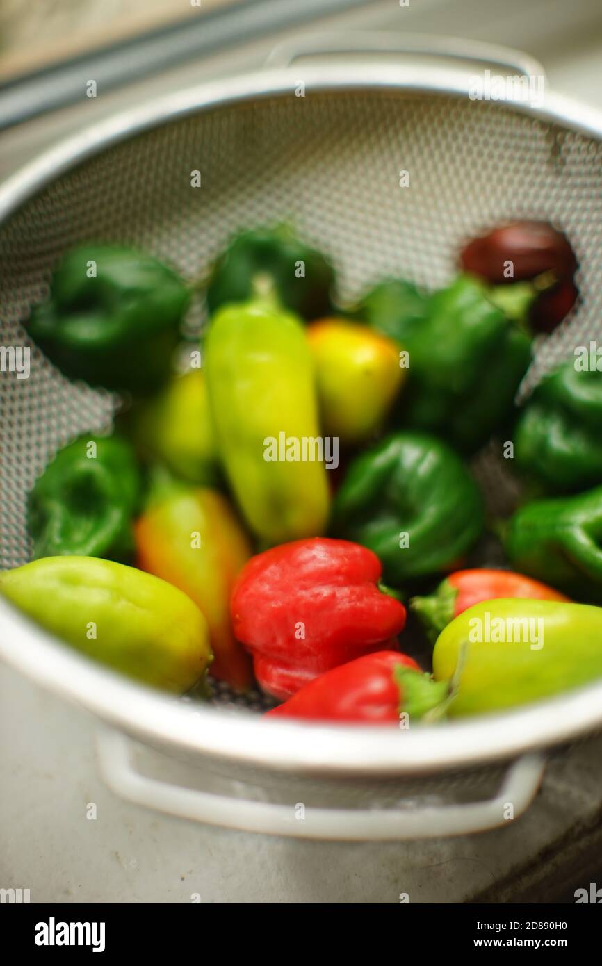 Raw ripe peppers of different colors in a metal colander Stock Photo ...