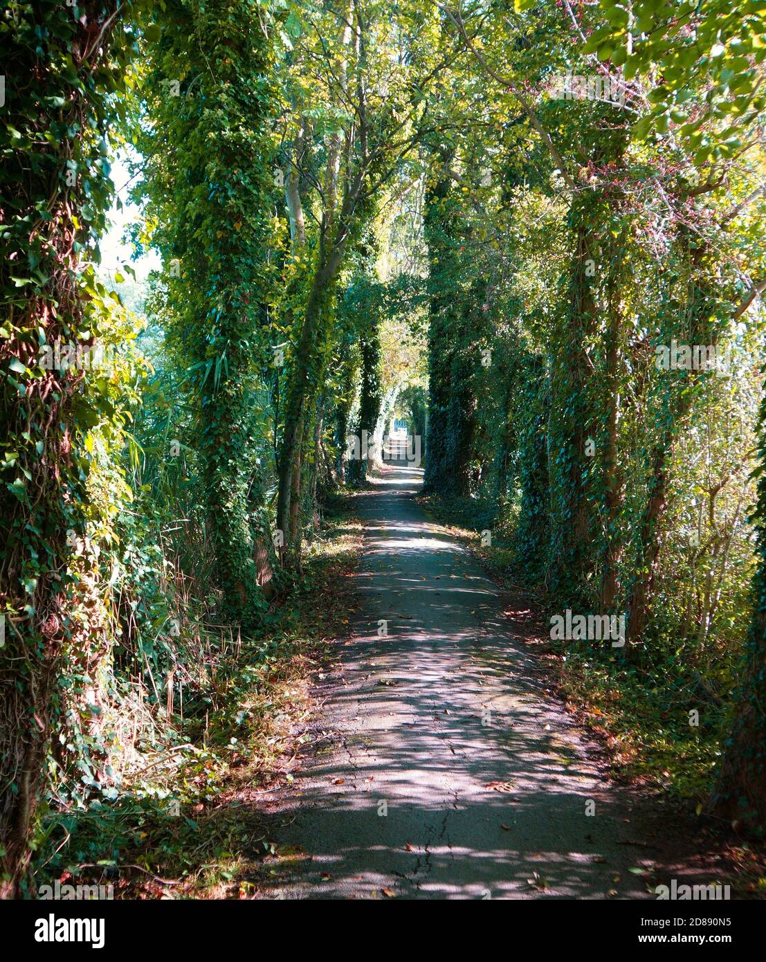 A narrow forest path that leads to an open space. A kind of tunnel ...