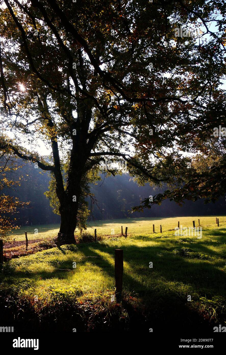 A deciduous tree casts long shadows. The sun casts its rays through the ...