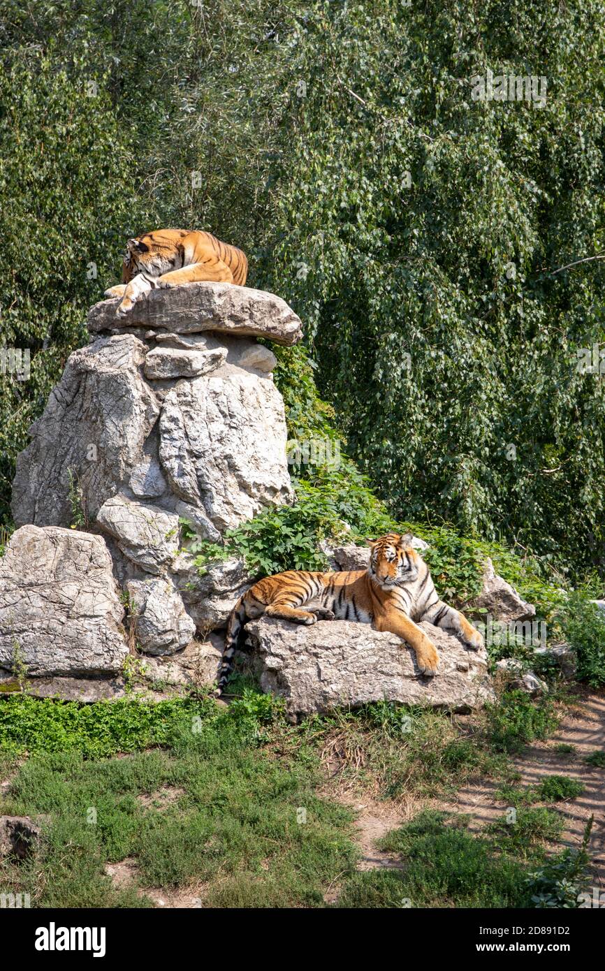 Two tigers resting on the rocks. Tired, weak and hungry tigers from ...