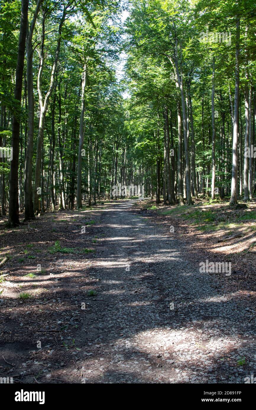 Road in the forest in the Little Carpathian mountains, Slovakia Stock ...