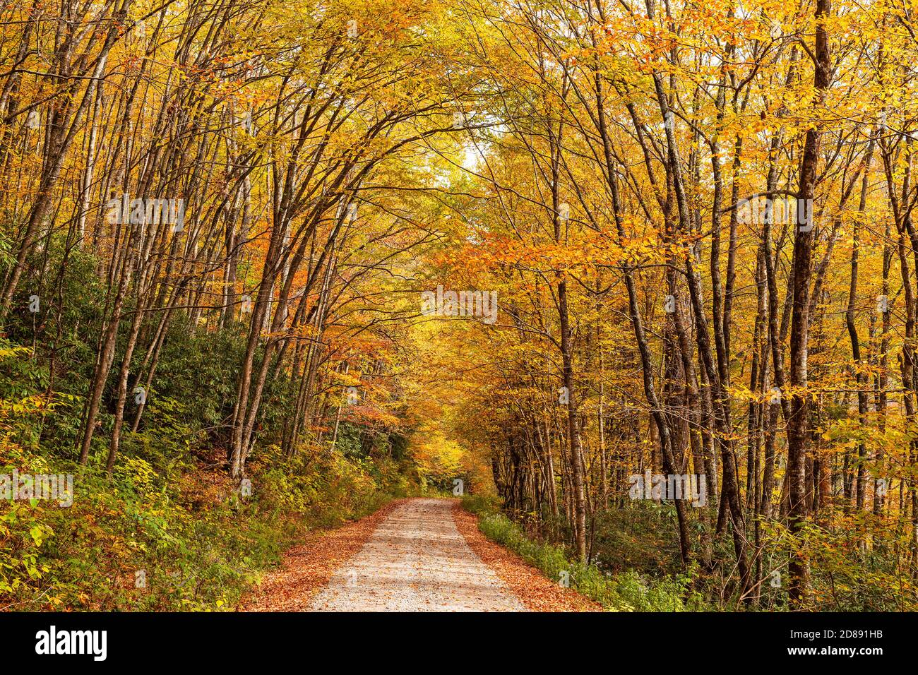 Oak trees of north carolina hi-res stock photography and images - Alamy