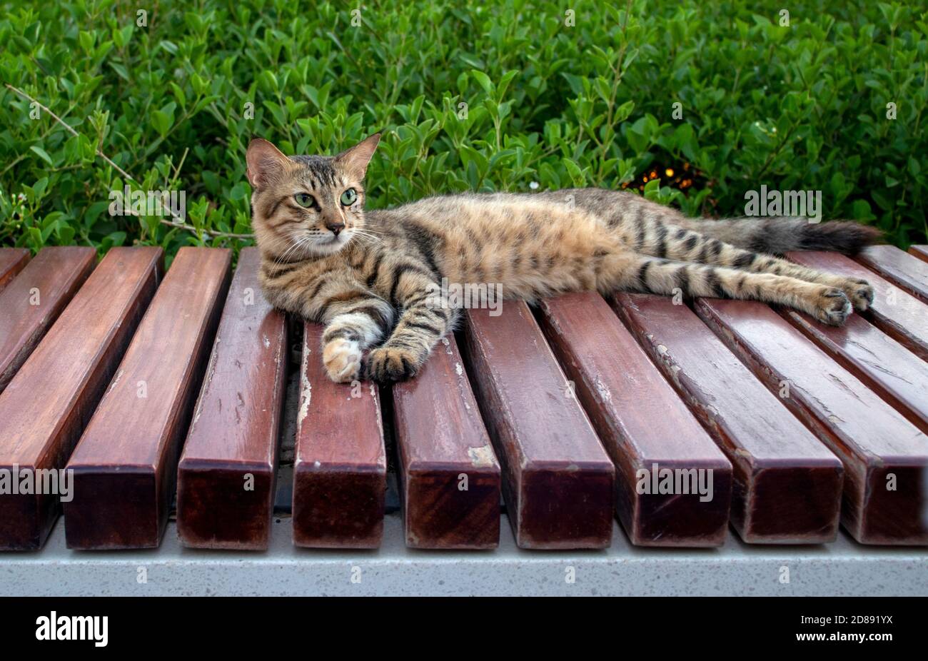 Cat laying on the wooden bench in the park. Outdoors Stock Photo - Alamy