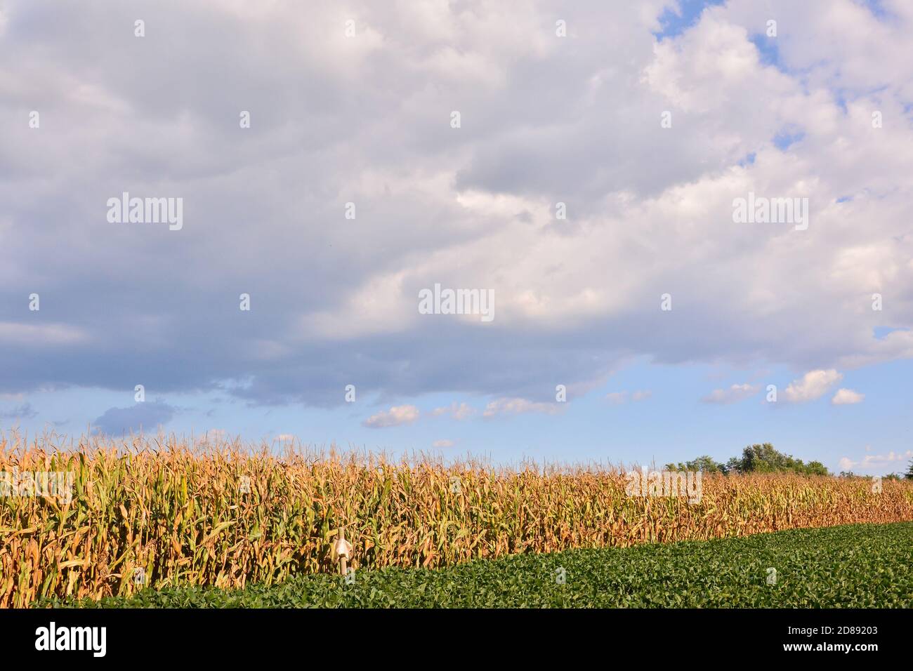 Corn Plant Background Stock Photo - Alamy