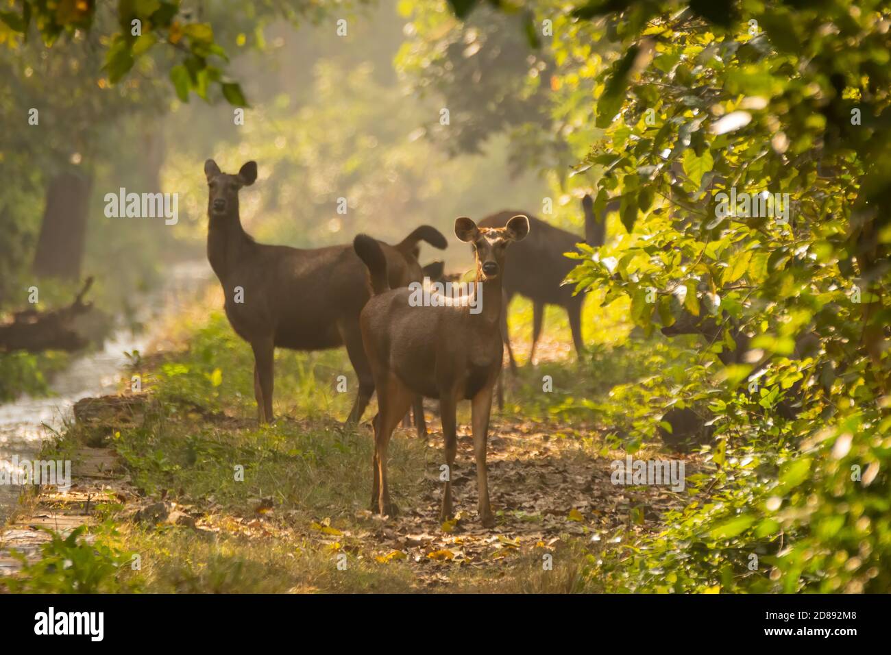 A small herd of female Sambar Deer (Rusa unicolor), are easily spooked ...