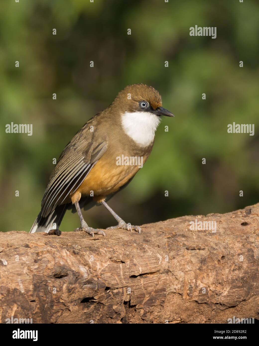 Garrulax albogularis hi-res stock photography and images - Alamy